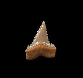 Chilean Great White shark tooth with side cusps for sale | Buried ...