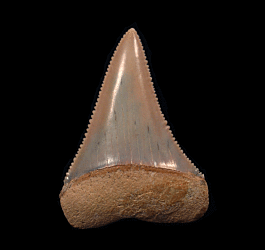 Quality orange Great White tooth for sale - lateral jaw | Buried ...