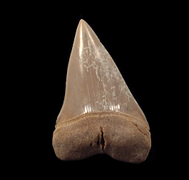 Chilean Hastalis tooth for sale | Buried Treasure Fossils