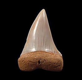 Rare Carcharodon hastalis shark tooth | Buried Treasure Fossils