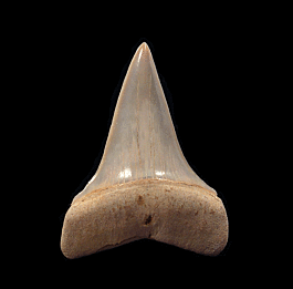 Chilean Carcharodon hastalis tooth| Buried Treasure Fossils