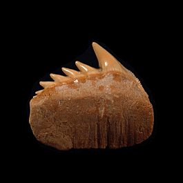 Extra large Chilean Hexanchus upper jaw tooth for sale | Buried ...