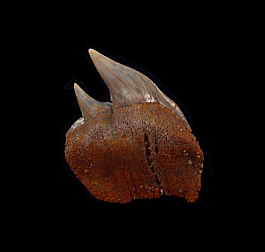 Chilean Six-gilled Cow shark tooth for sale | Buried Treasure Fossils