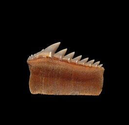 Perfect Chilean Hexanchus lower jaw tooth for sale | Buried Treasure ...