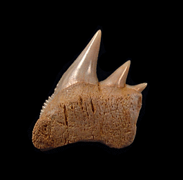 Big Chilean Cow shark tooth for sale | Buried Treasure Fossils