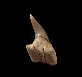 Top Quality Chilean Cow shark tooth for sale | Buried Treasure Fossils