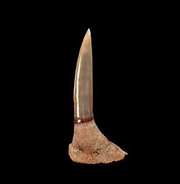 Pristiophorous Saw shark tooth for sale | Buried Treasure Fossils