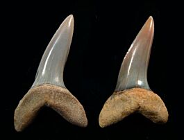 Large Isurus oxyrinchus tooth for sale | Buried Treasure Fossils