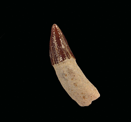 Seal - Acrophoca sp.