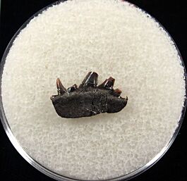 Rare Hornby Notidanodon pectinatus tooth for sale | Buried Treasure Fossils