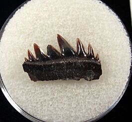 Notidanodon pectinatus tooth for sale | Buried Treasure Fossils