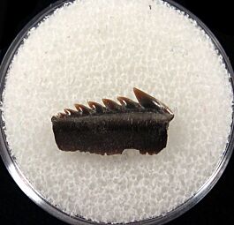 Hornby Hexanchus microdon tooth for sale | Buried Treasure Fossils