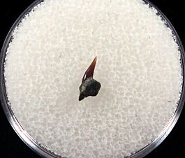 Hornby Hexanchus microdon upper jaw tooth for sale | Buried Treasure ...