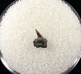 Rare Hornby Hexanchus microdon upper jaw tooth for sale | Buried ...