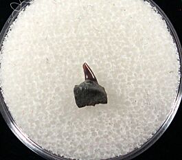 Real Hornby Hexanchus microdon upper jaw tooth for sale | Buried ...