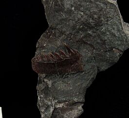 Hornby Hexanchus microdon lower jaw tooth on matrix | Buried Treasure ...