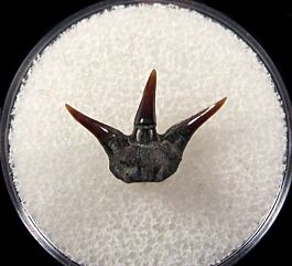 Rolfodon ludvigseni tooth for sale | Buried Treasure Fossils