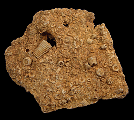 Crinoid Stem Plate | Buried Treasure Fossils