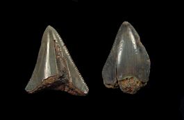 Sumatran megalodon teeth for sale | Buried Treasure Fossils