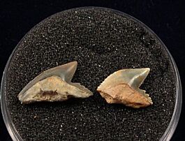 Real Sumatran Galeocerdo cuvier shark teeth for sale | Buried Treasure ...