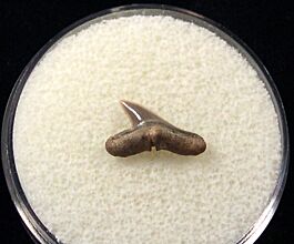 Sphyrna zygaena shark tooth for sale | Buried Treasure Fossils