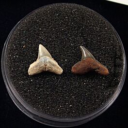 Rare Miocene Carcharhinus shark teeth for sale | Buried Treasure Fossils
