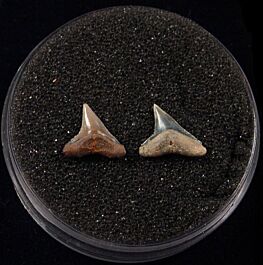 Rare Miocene Sandbar shark teeth for sale | Buried Treasure Fossils