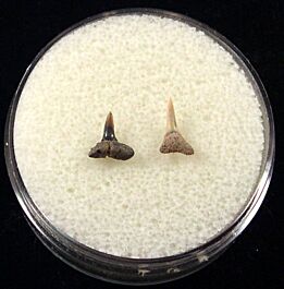 Rare Glyphis river shark teeth for sale | Buried Treasure Fossils