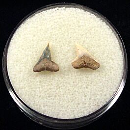 Rare Spearhead shark teeth for sale | Buried Treasure Fossils