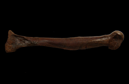 Anzu tibia | Buried Treasure Fossils