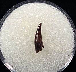 Quality Paronychodon tooth for sale | Buried Treasure Fossils