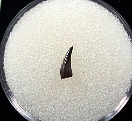 Nice Paronychodon tooth for sale | Buried Treasure Fossils