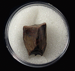 Juvenile Edmontosaurus annectens tooth for sale | Buried Treasure Fossils