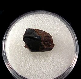 Rare rooted Edmontosaurus spitter tooth for sale | Buried Treasure Fossils