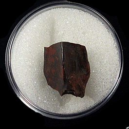 Rooted Edmontosaurus spitter tooth for sale | Buried Treasure Fossils