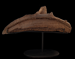 Lambeosaur maxilla | Buried Treasure Fossils