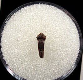 Thescelosaurus rooted tooth for sale | Buried Treasure Fossils