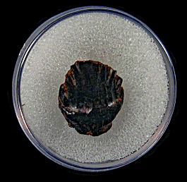 Large Denversaurus tooth for sale | Buried Treasure Fossils