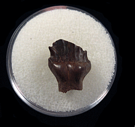 Hell Creek Denversaurus tooth for sale | Buried Treasure Fossils