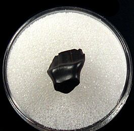 Quality Denversaurus spitter tooth for sale | Buried Treasure Fossils