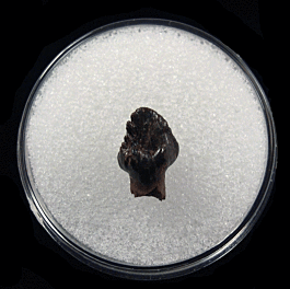 Rare Ankylosaurus tooth for sale | Buried Treasure Fossils