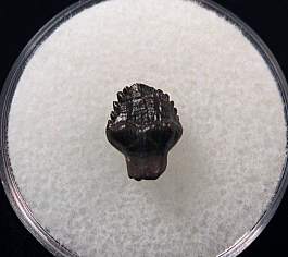 Partial rooted Ankylosaurus tooth for sale | Buried Treasure Fossils