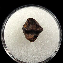 Edmontia rugosidens tooth | Buried Treasure Fossils