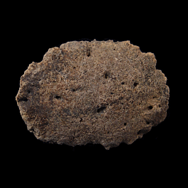 Denversaurus osteoderm for sale | Buried Treasure Fossils