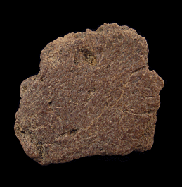 Denversaurus scute for sale | Buried Treasure Fossils