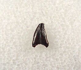 Rare Cretaceous Bird tooth for sale | Buried Treasure Fossils