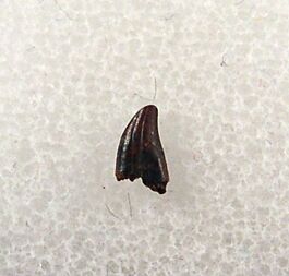 Real Avisaurus tooth for sale | Buried Treasure Fossils