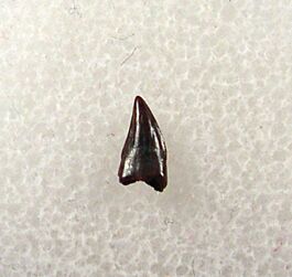 Real Avisaurus archibaldi tooth for sale | Buried Treasure Fossils