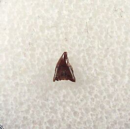 Avisaurus archibaldi tooth for sale | Buried Treasure Fossils