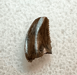 Large Troodon tooth for sale | Buried Treasure Fossils
